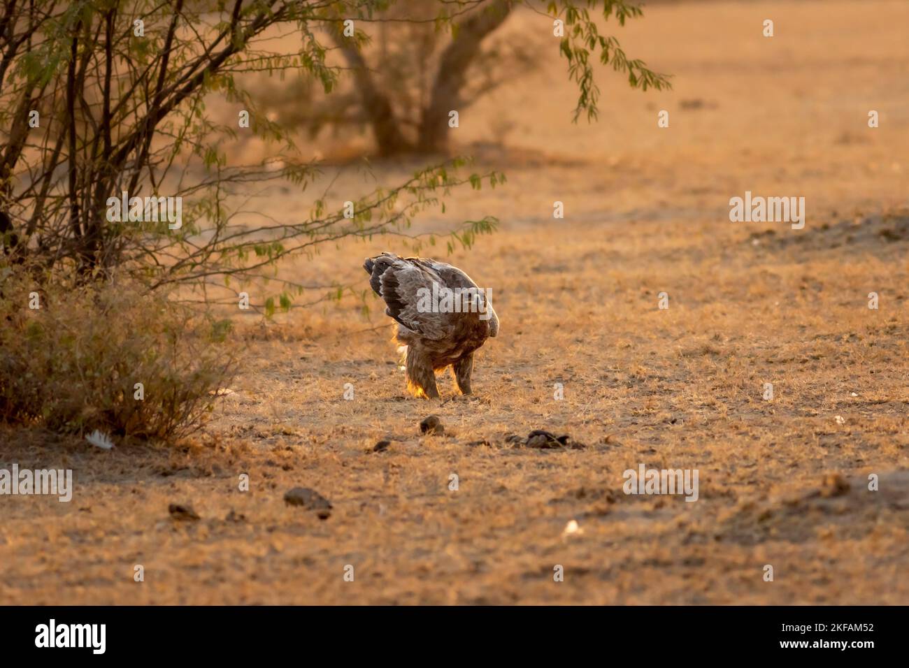 Steppe eagle or Aquila nipalensis with wingspan in golden hour light ...
