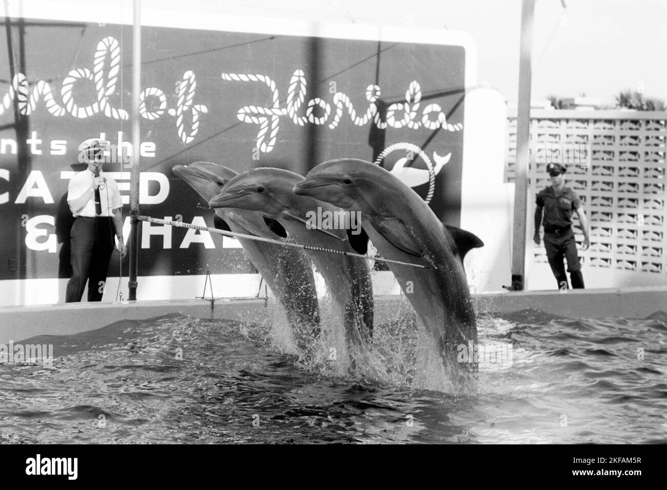 Delphine bei einer Tiershow im Seaquarium in Miami, Florida, USA 1965 ...