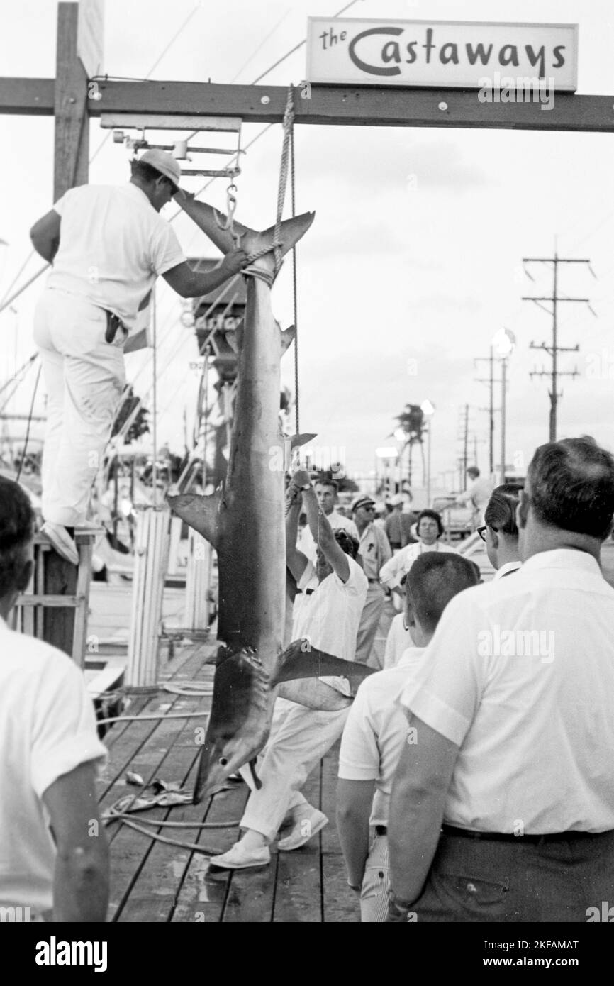 Longfin mako shark hi-res stock photography and images - Alamy