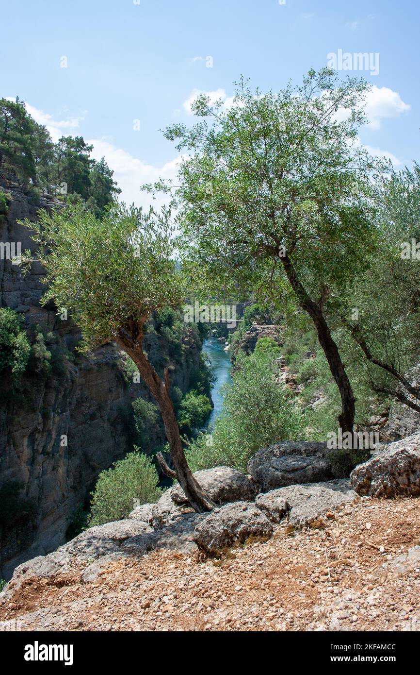 Oriental Plane trees grow alongside The Manavgat River with flood water ...