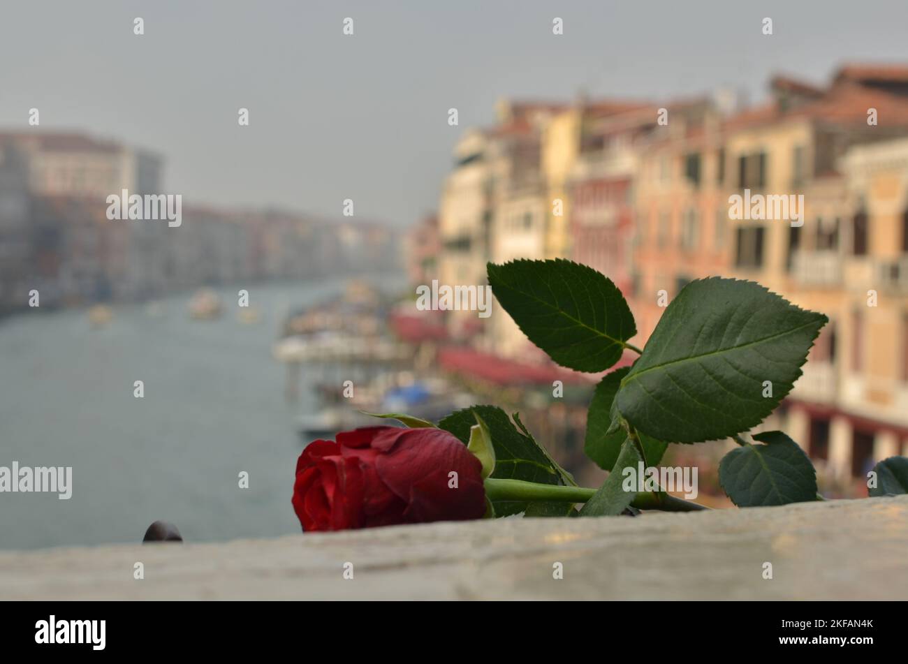 Rose on Bridge Rialto Grand Canal Venice Italy Panorama Stock Photo - Alamy