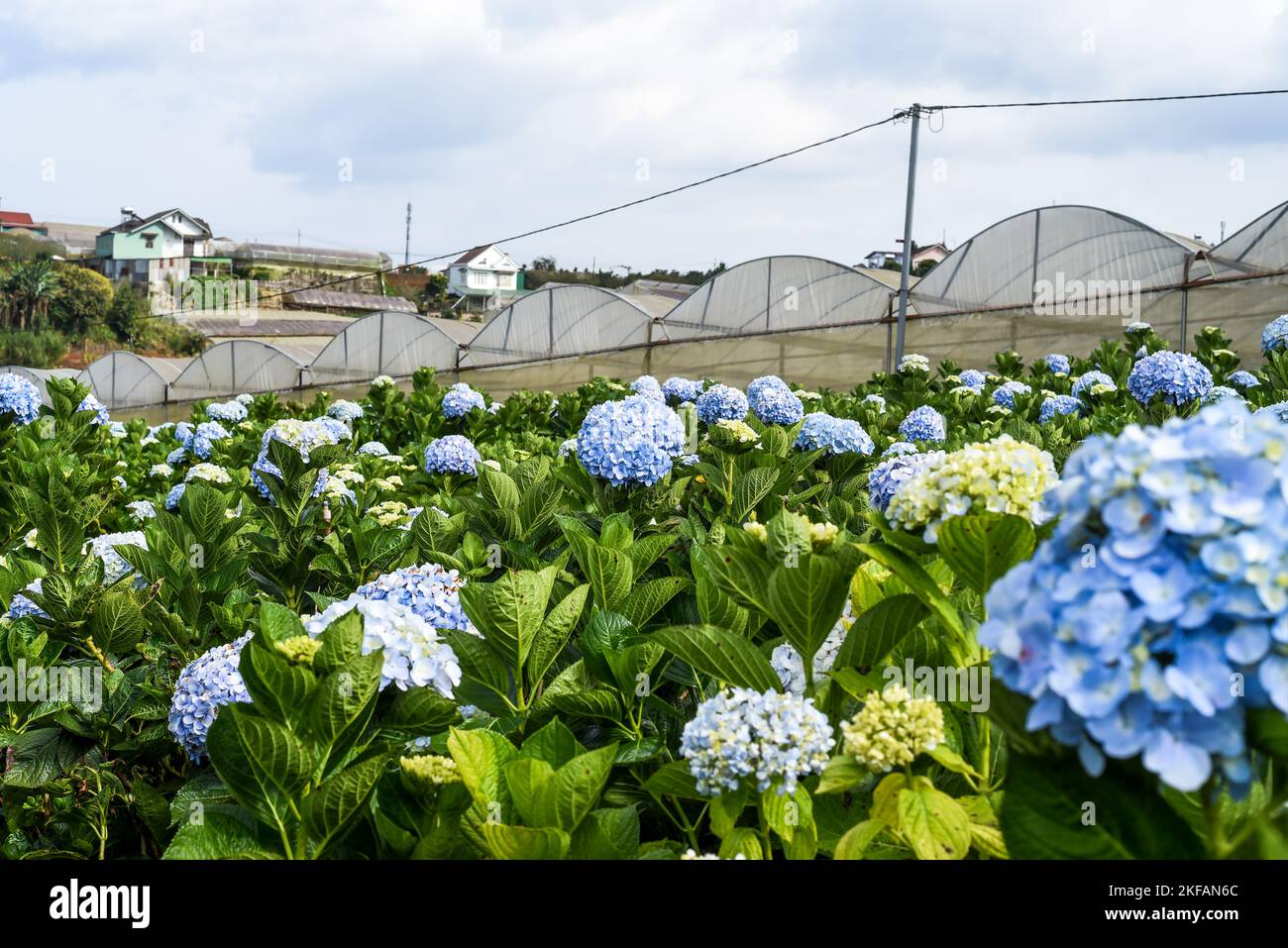 Hydrangea field hi-res stock photography and images - Alamy