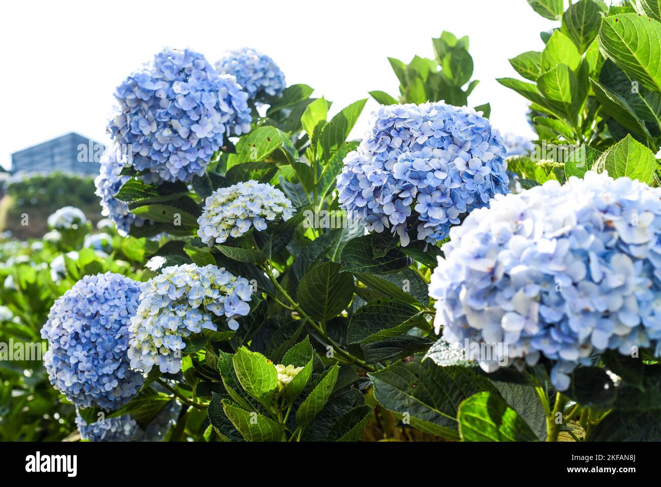 Hydrangea field against the greenhouses and plantations in the city of ...