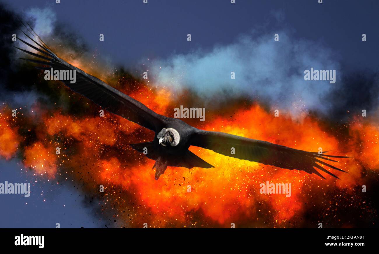 Digitally enhanced Andean condor (Vultur gryphus), in flight ...