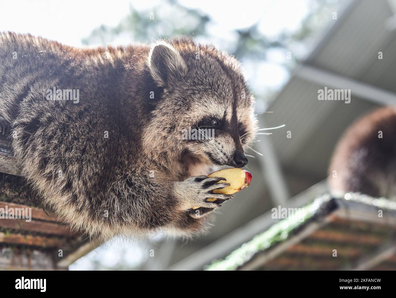 Gray raccoon eating apple close up Stock Photo - Alamy
