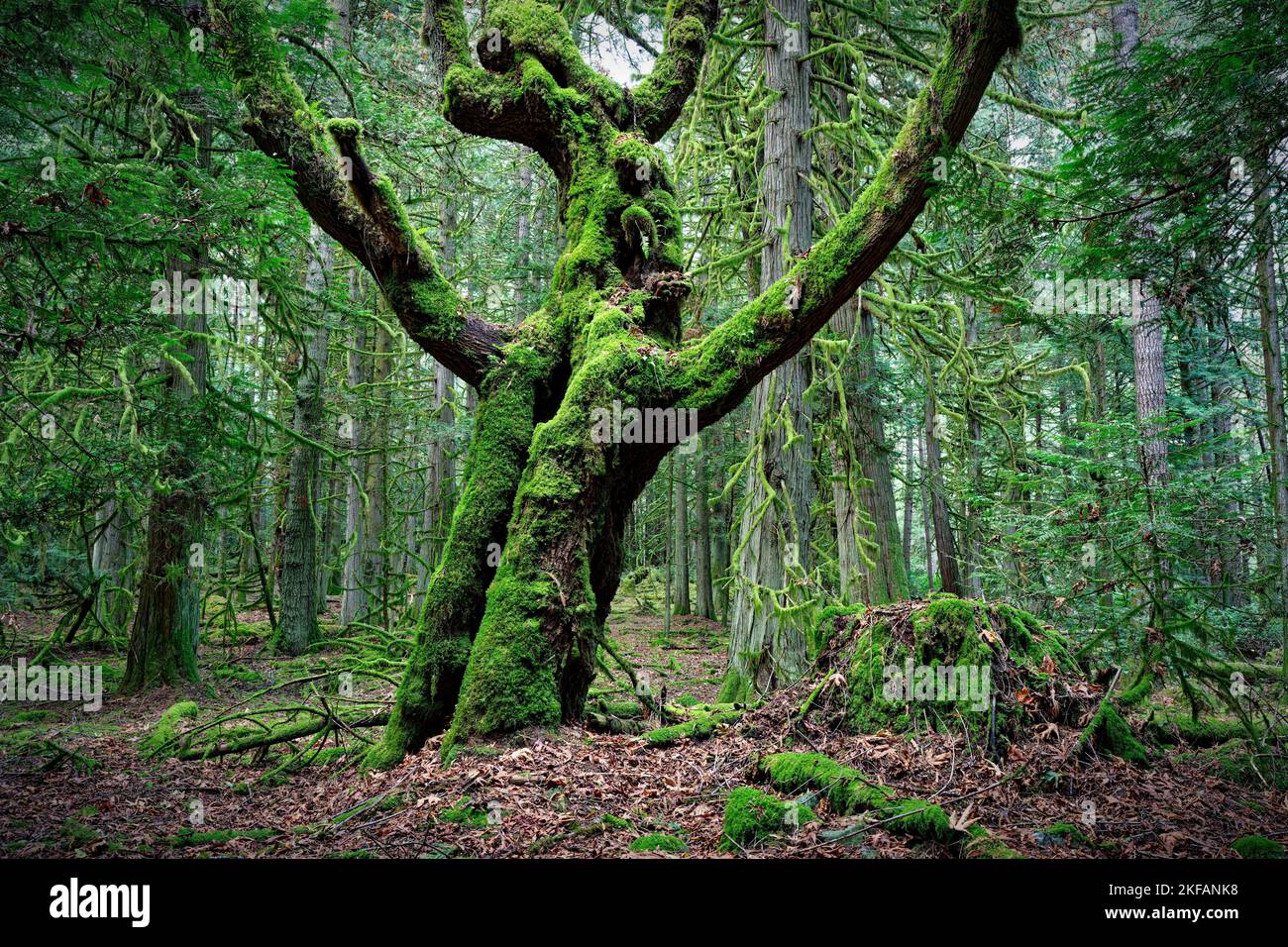 Forest land at Ruckle Provincial Park, Salt Spring Island, BC Canada ...