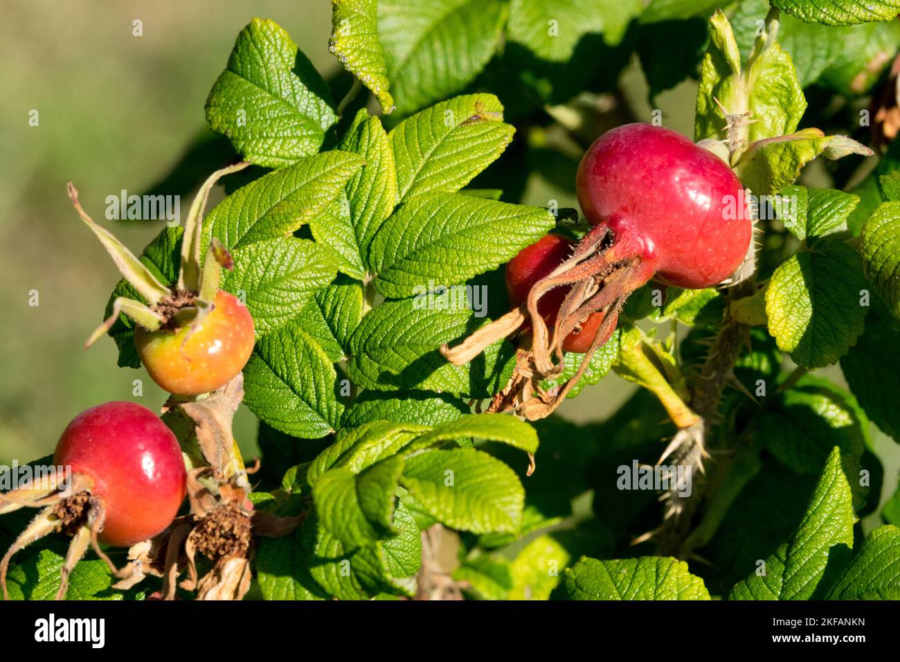 Rosa rugosa hips, Red, Rosa rugosa "Hansa", Rose hips, Rosehips Stock ...