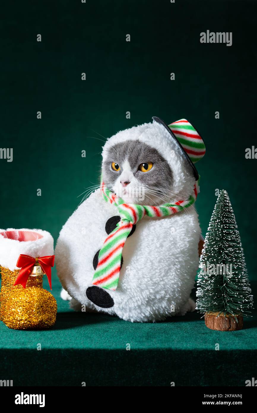 cute british shorthair cat with Christmas snowman dress on green ...
