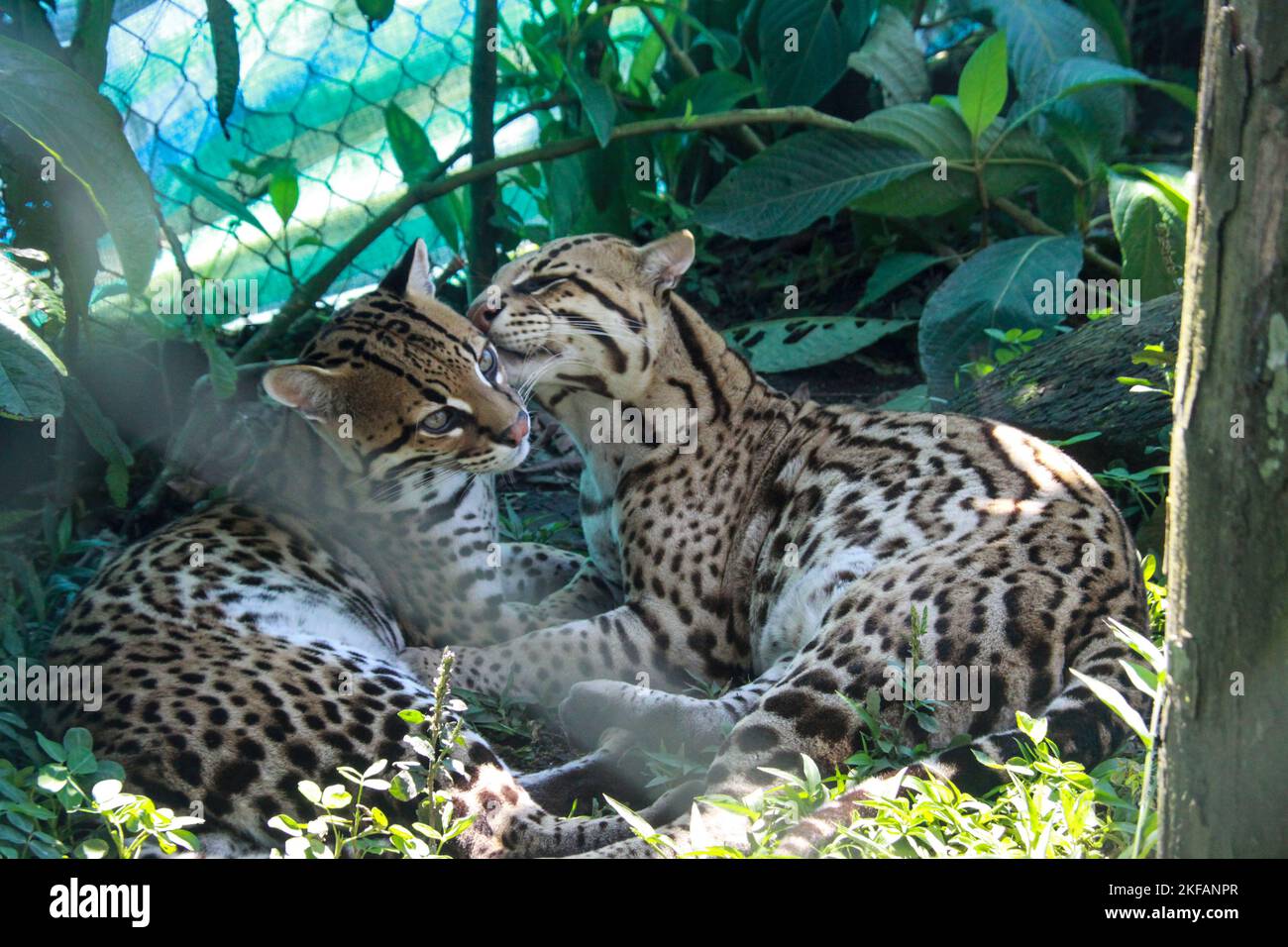 Captive ocelot (Leopardus pardalis) iBanos, Ecuador Stock Photo - Alamy