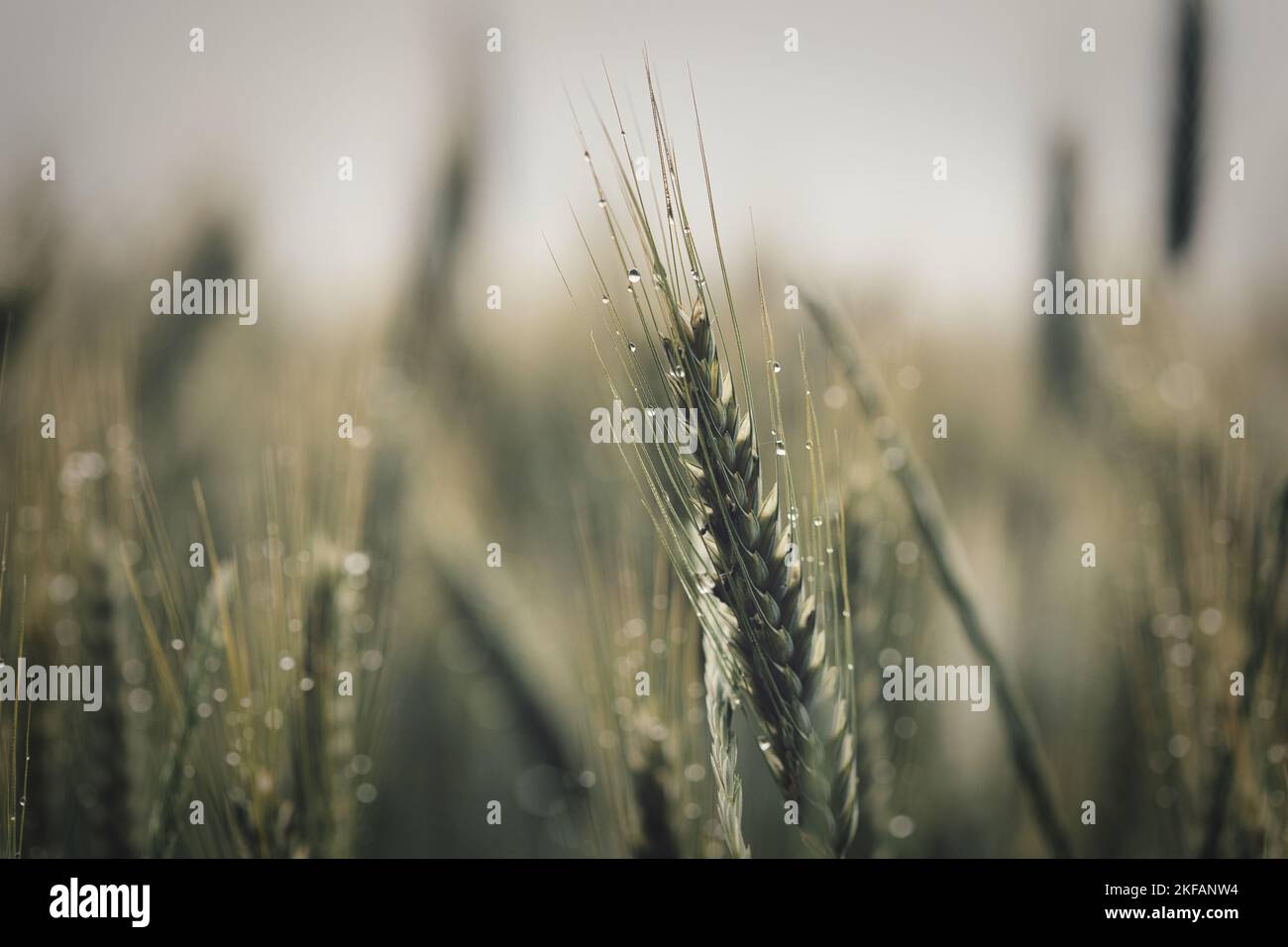 nature, city, macro, photografie Stock Photo - Alamy