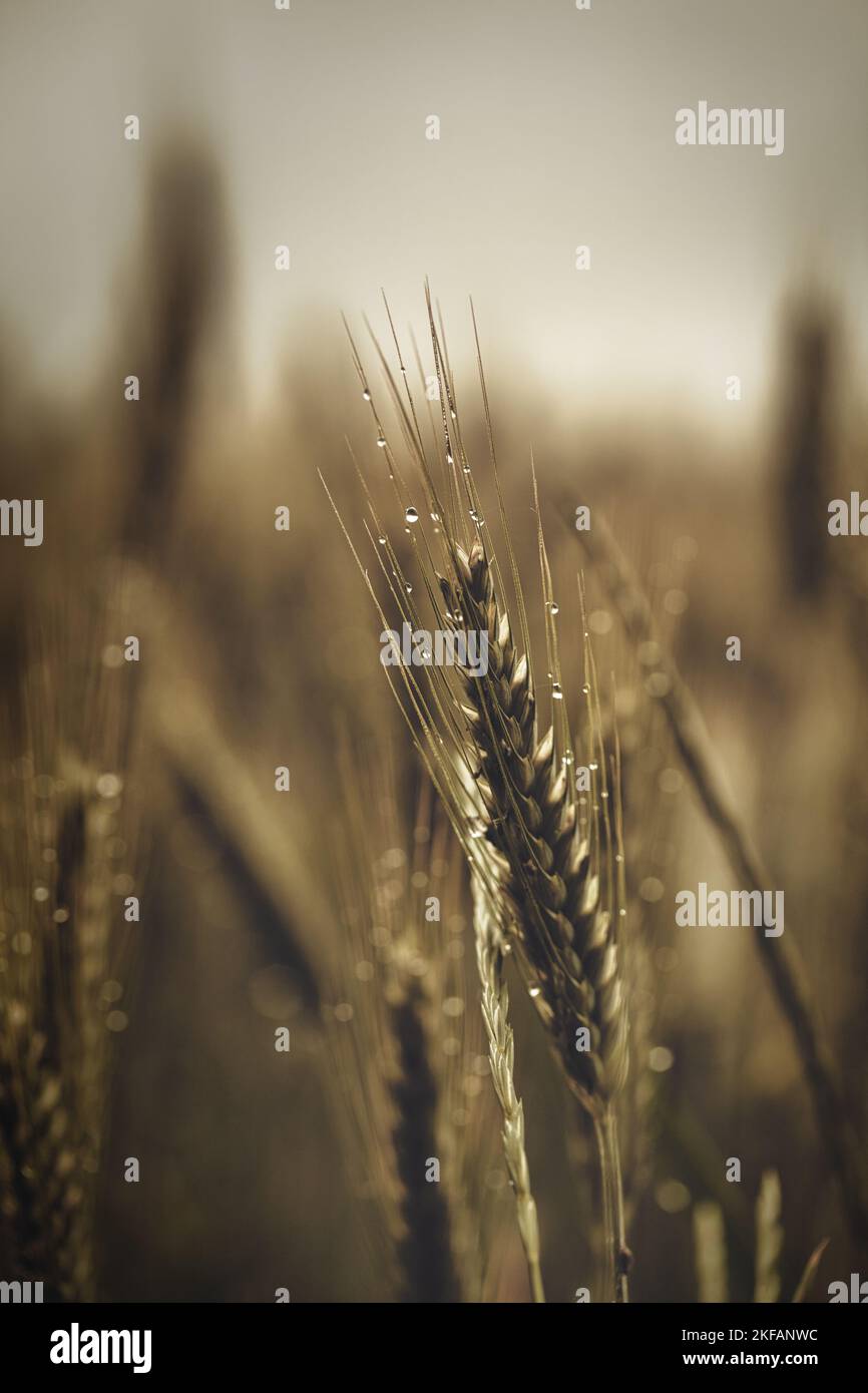 nature, city, macro, photografie Stock Photo - Alamy