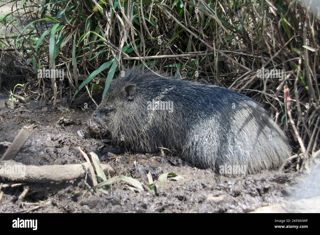 Pig like hi-res stock photography and images - Alamy