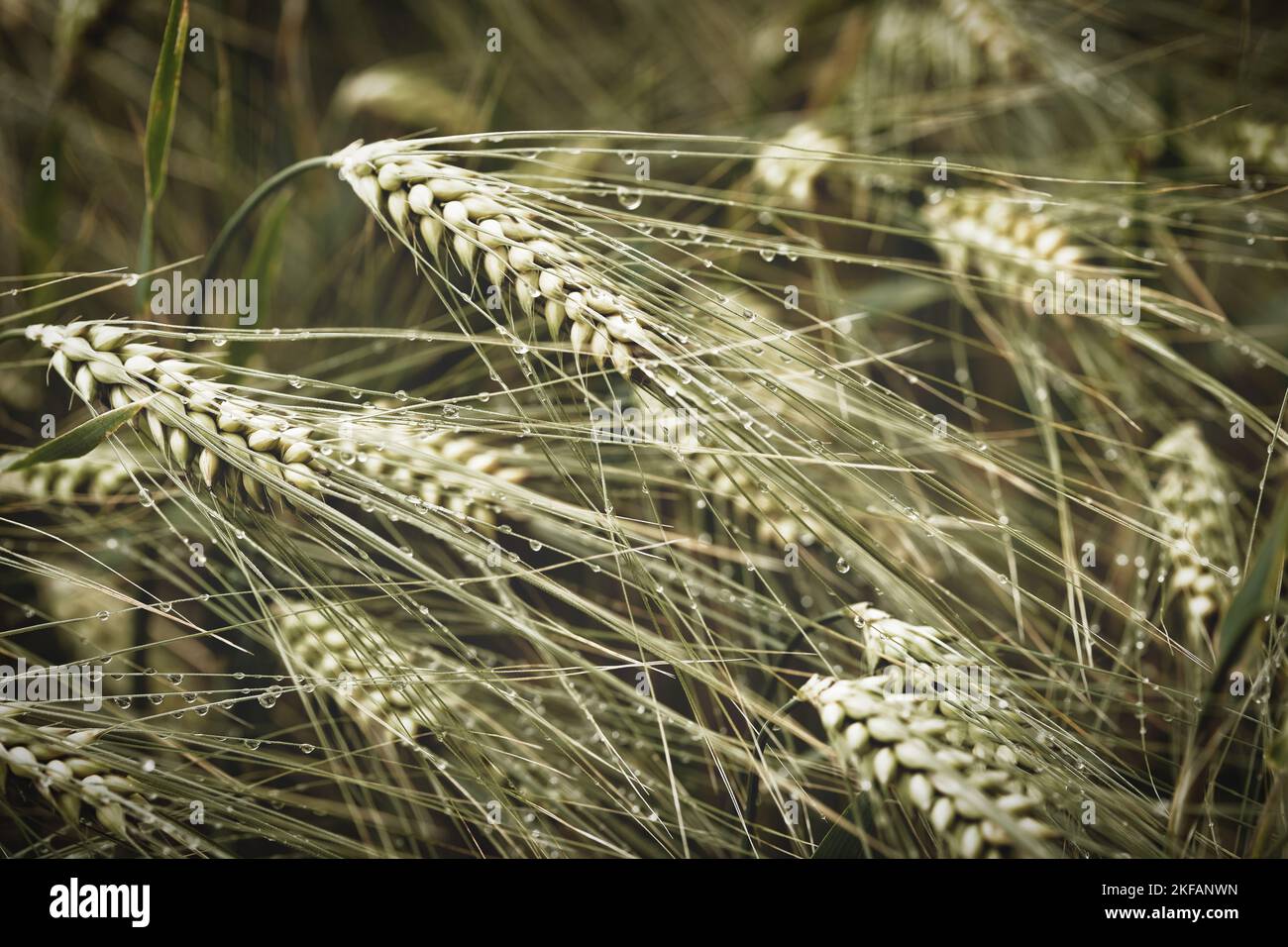 nature, city, macro, photografie Stock Photo - Alamy