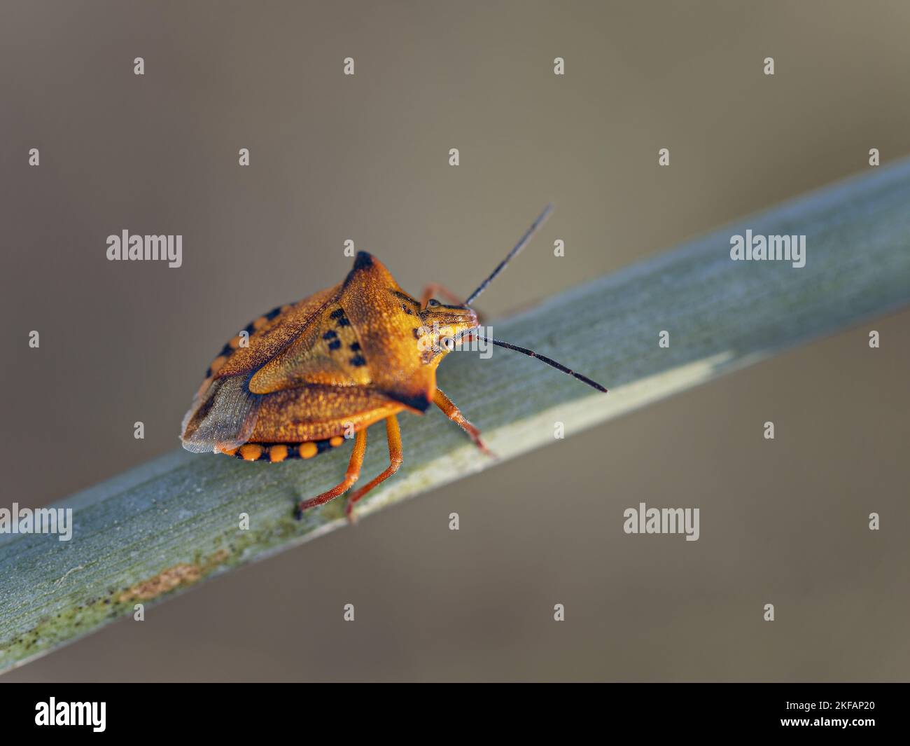 The high-angle macro shot of a Carpocoris mediterraneus on a thin green ...
