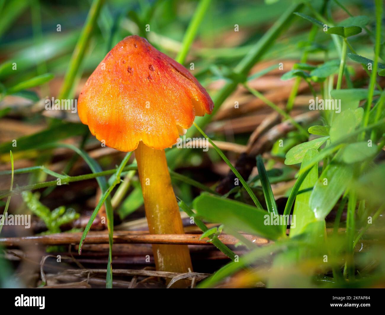 selective focus of a blackening waxcap, witch's hat, conical wax cap or ...