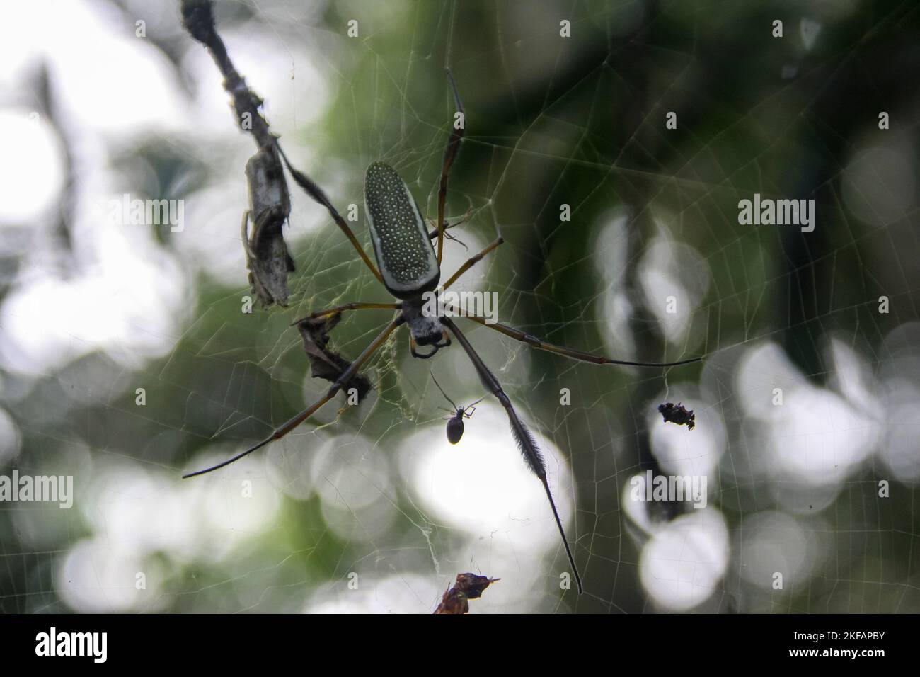 Large orb weaver spider on its web Photographed at Banos, Ecuador Stock ...