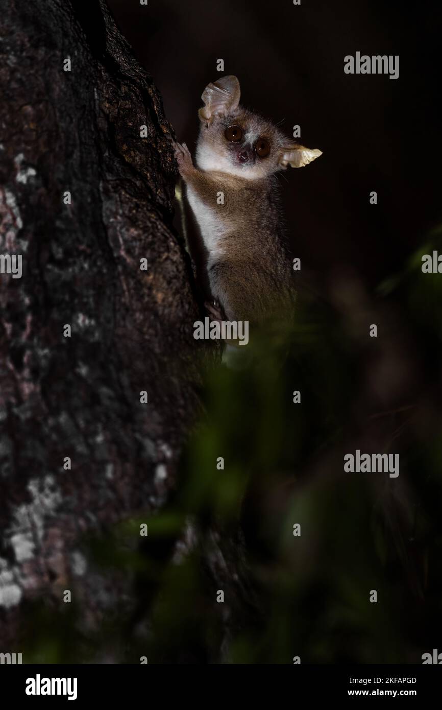 Lesser Mouse Lemur - Microcebus murinus, small beautiful shy nocturnal ...