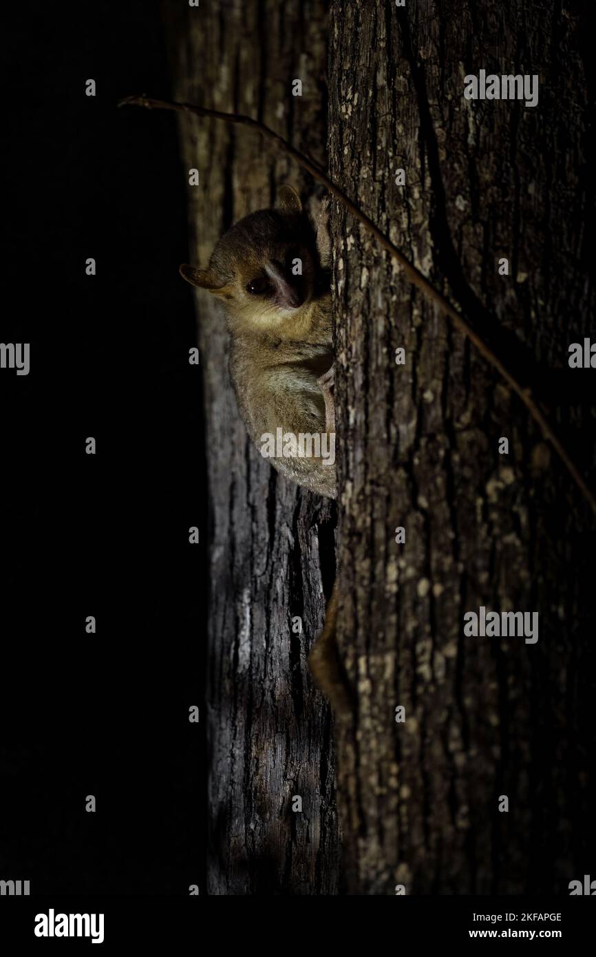 Lesser Mouse Lemur - Microcebus murinus, small beautiful shy nocturnal ...