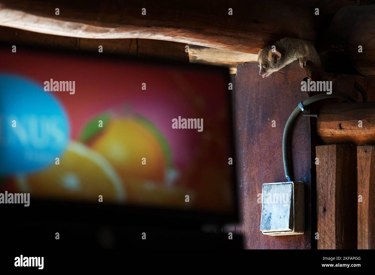 Lesser Mouse Lemur - Microcebus murinus, small beautiful shy nocturnal ...