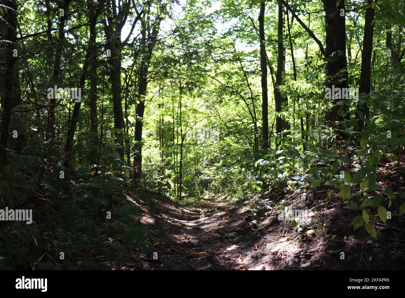 Summer Day Forest Path Ontario, Canada Stock Photo - Alamy