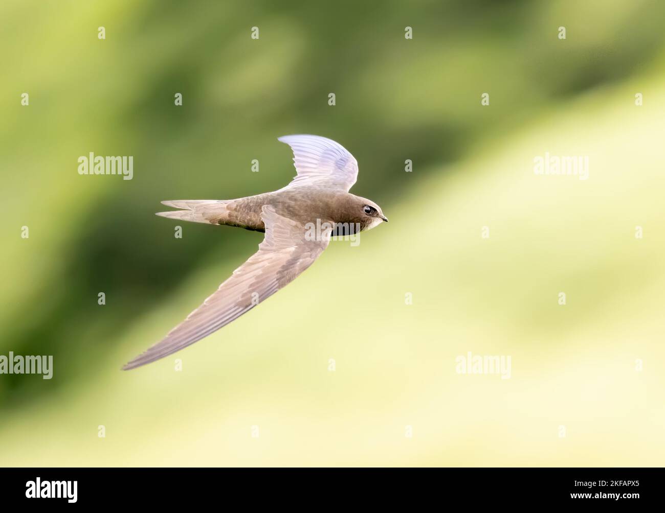 Common swift in flight over grass Stock Photo - Alamy