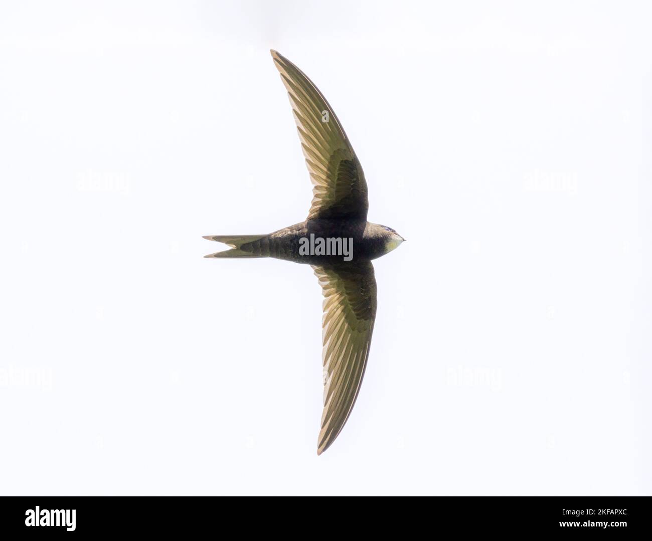 Wing bird speed fast hi-res stock photography and images - Alamy