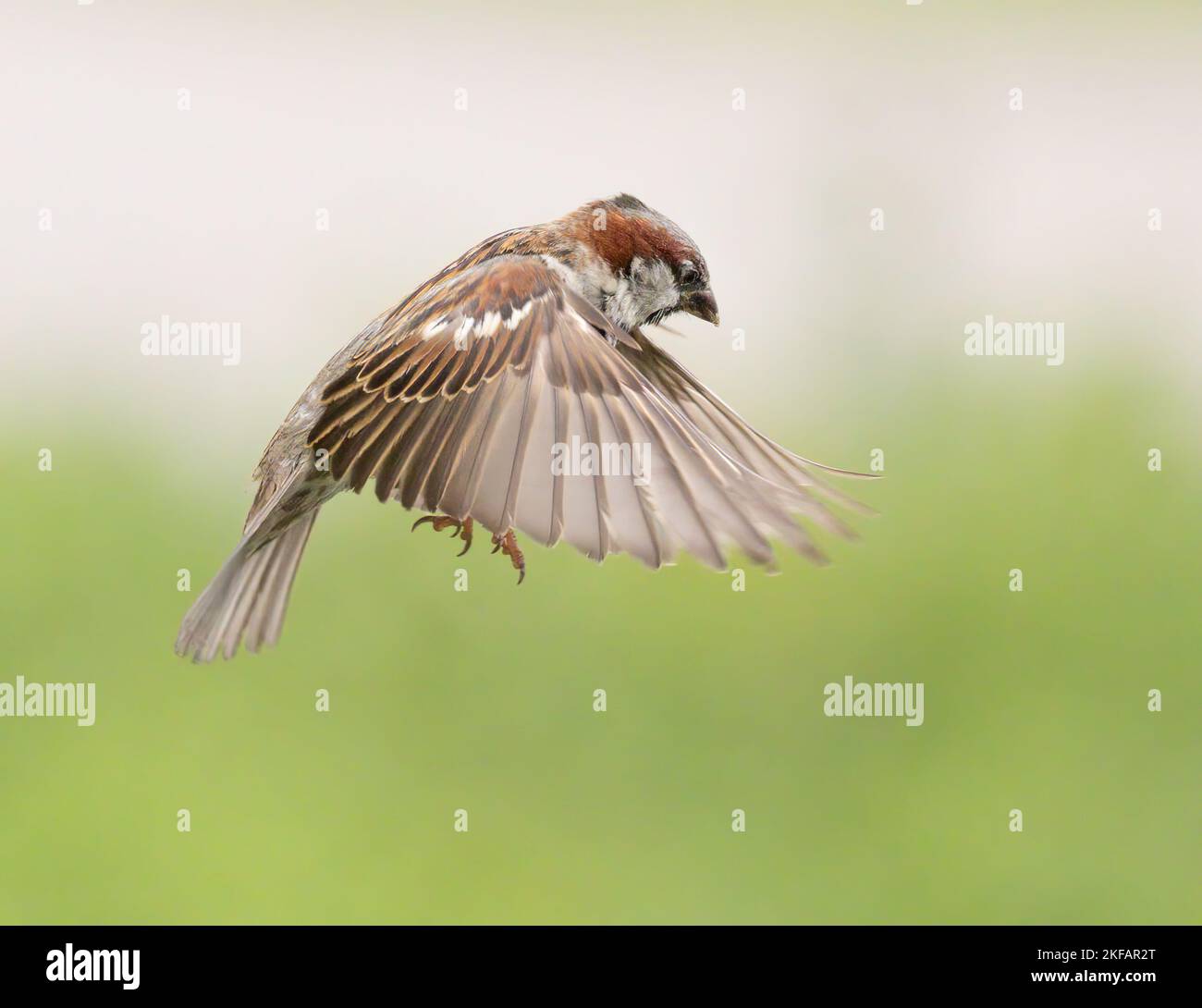 House sparrow in flight Stock Photo - Alamy