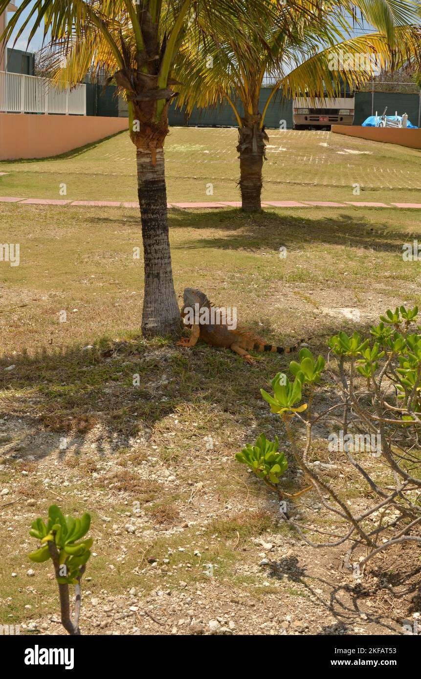 Leguan lizard hi-res stock photography and images - Alamy