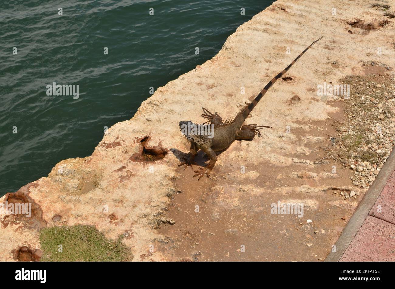 Leguan lizard hi-res stock photography and images - Alamy