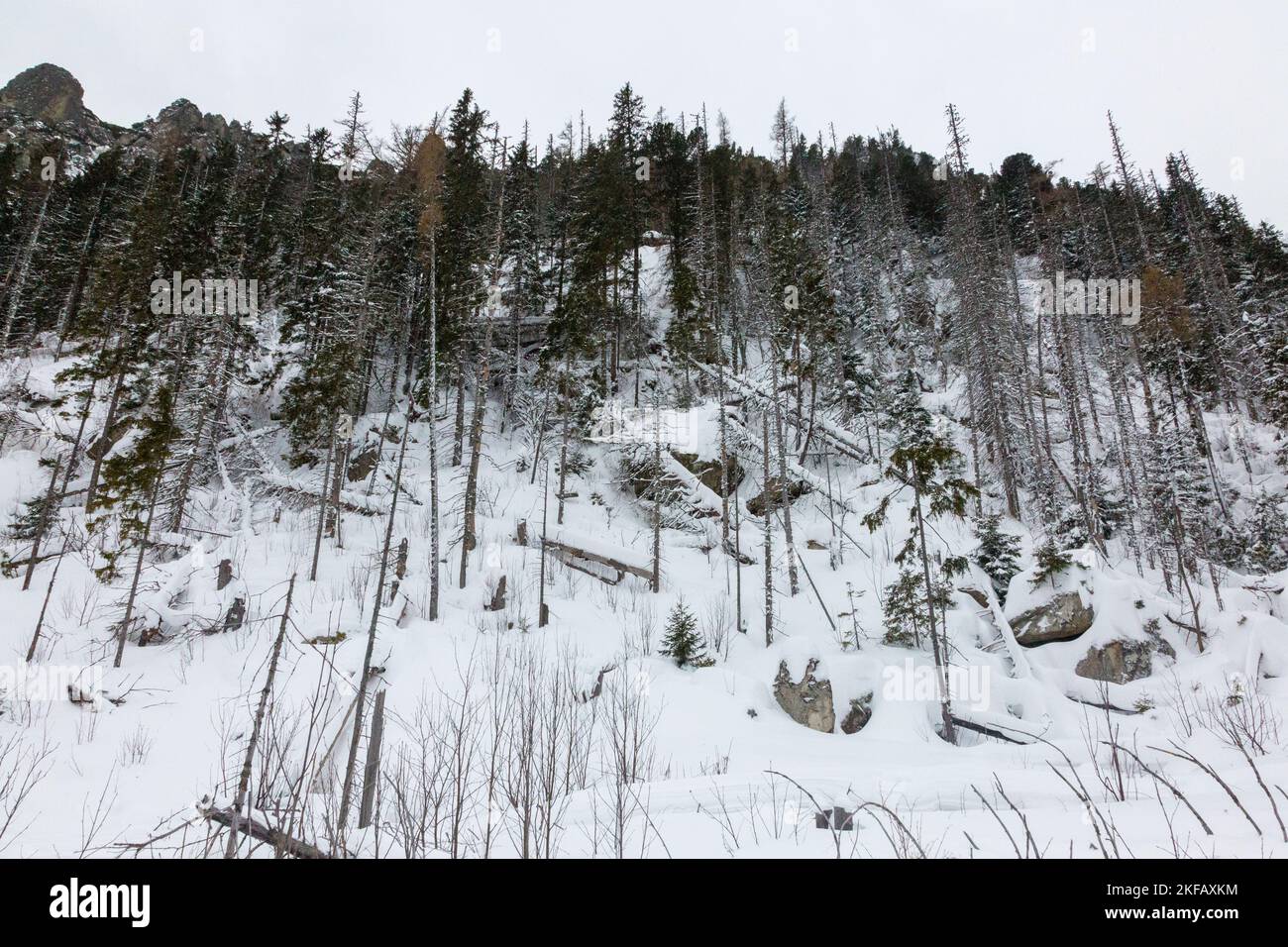 Snow-covered forest and rocks in mountain landscape Vysoké Tatry, High ...