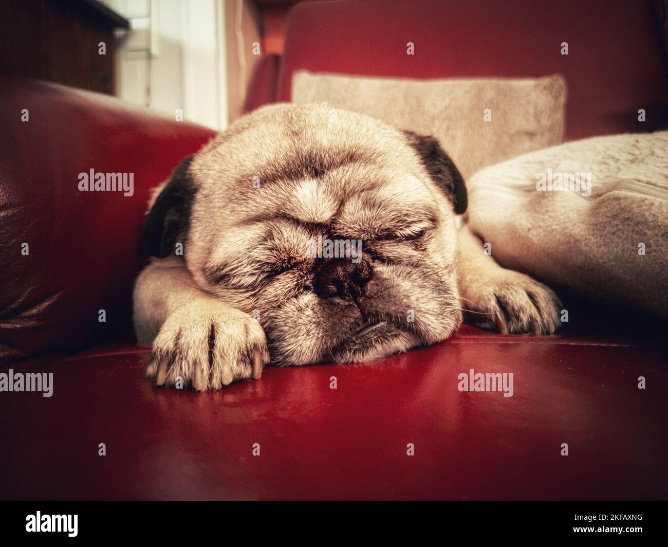 A closeup shot of an adorable pug dog sleeping on a red couch Stock ...