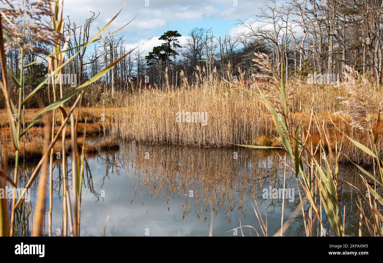 Looking at a small pond reflecting the common reed surrounding it in ...
