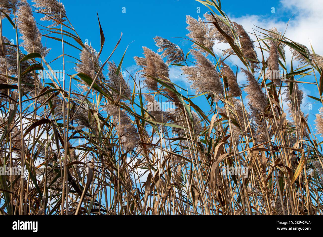 Floral park on long island hi-res stock photography and images - Alamy