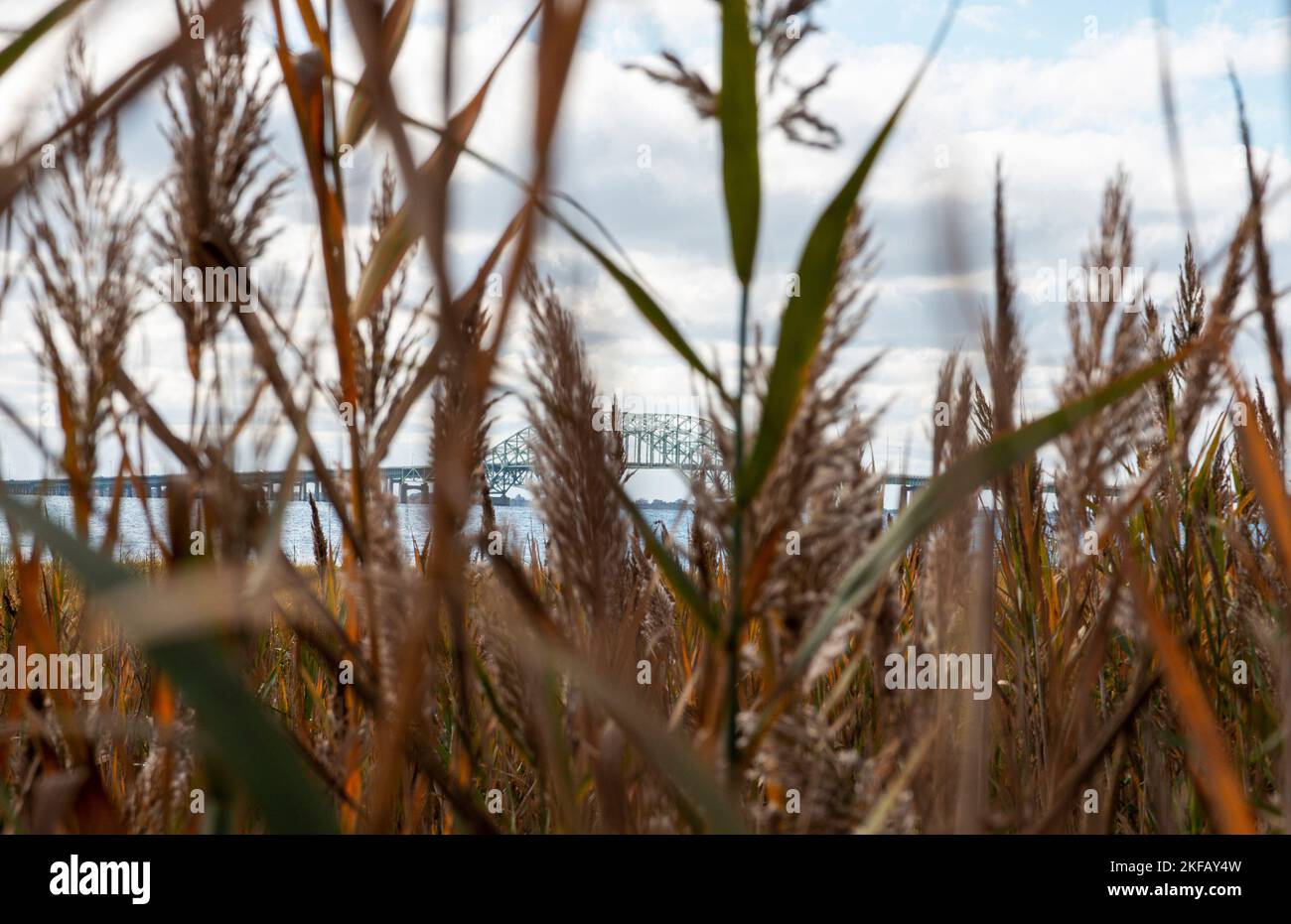 Looking west through common reed at the Great South Bay Bridges from ...