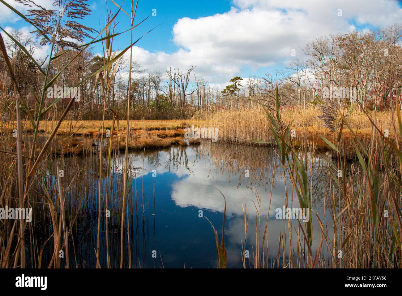 Looking through tall grass and reed at the blue sky and white clouds ...