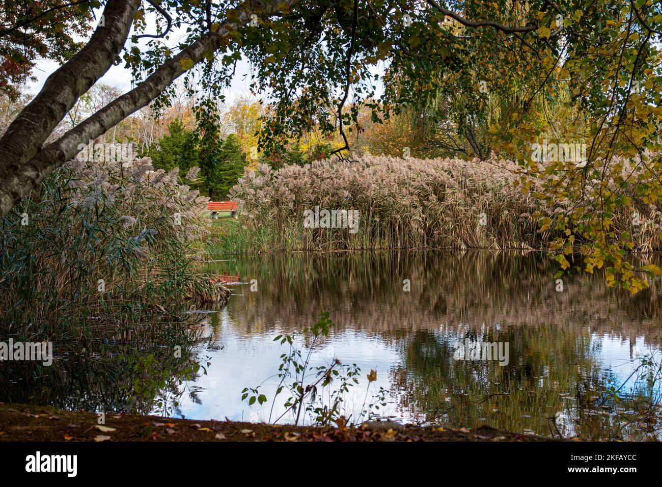 Small pond in Gardiners Park with common reed and trees reflecting in ...