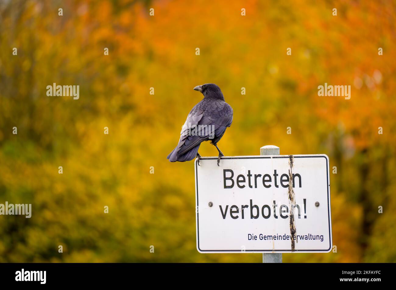 Carrion Crow or Corvus corone sits on a German sign saying Betreten ...