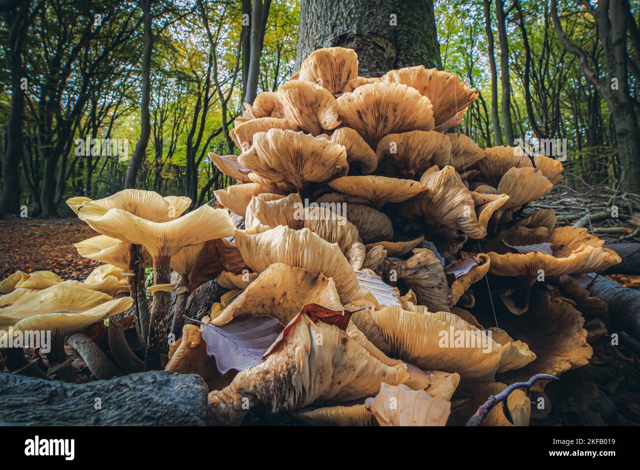 Multiple decaying fungus growths on a large thick tree in a forest. The ...