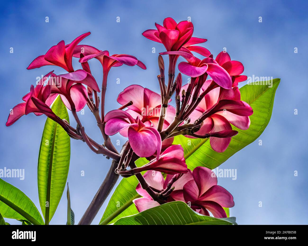 Leis frangipani hi-res stock photography and images - Alamy