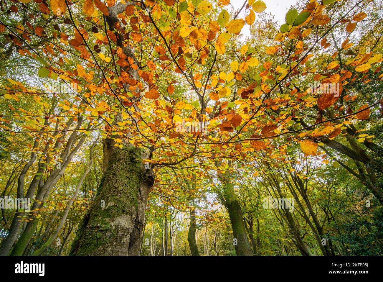 Frog perspective on old forest canopy in autumn what like to hang like ...