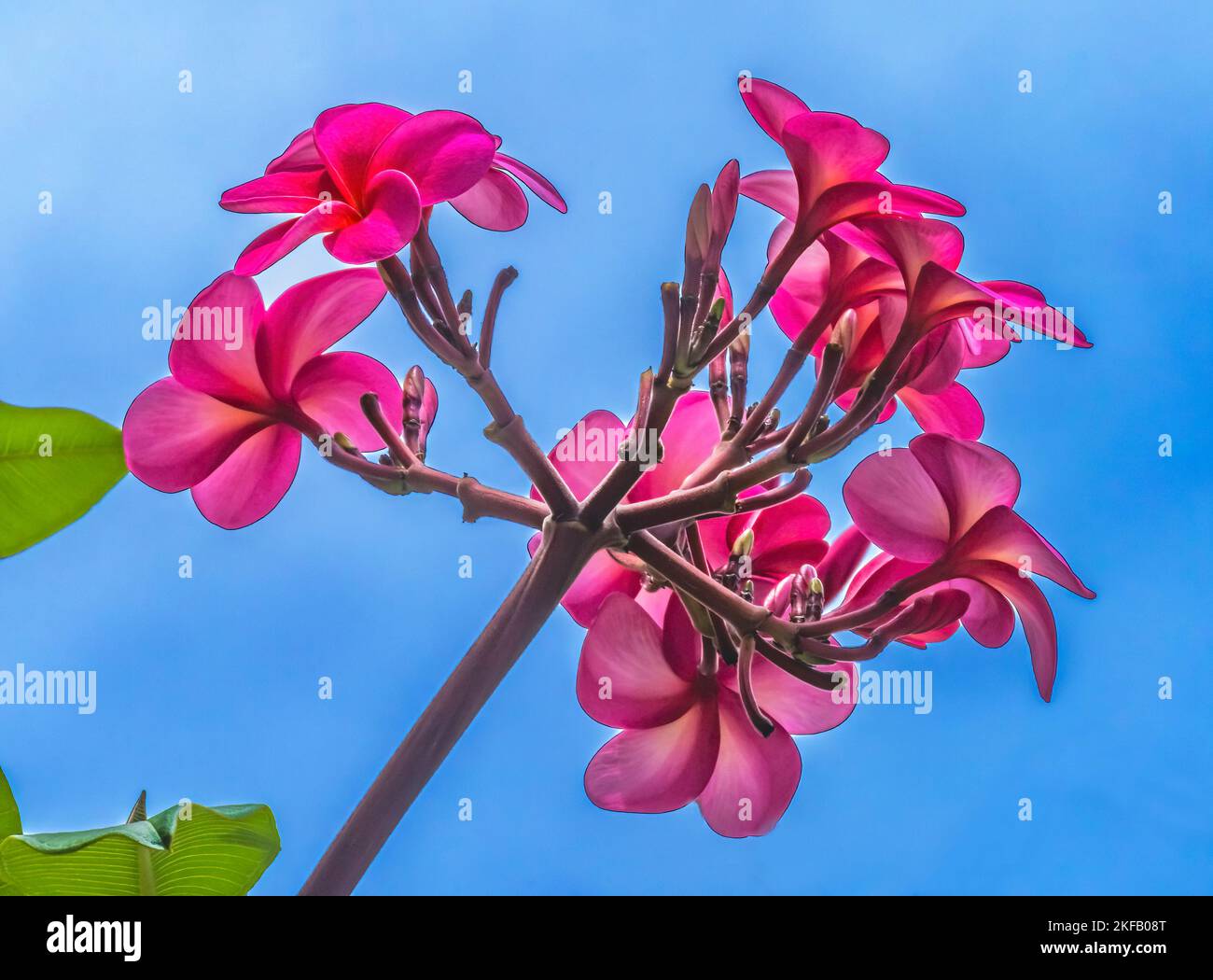 Leis frangipani hi-res stock photography and images - Alamy