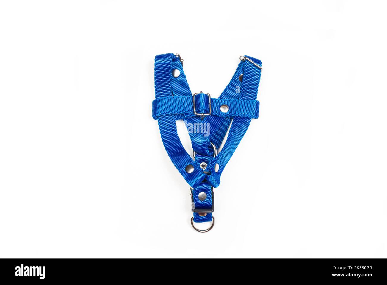 Blue dog harness on a white background with copy space Stock Photo - Alamy