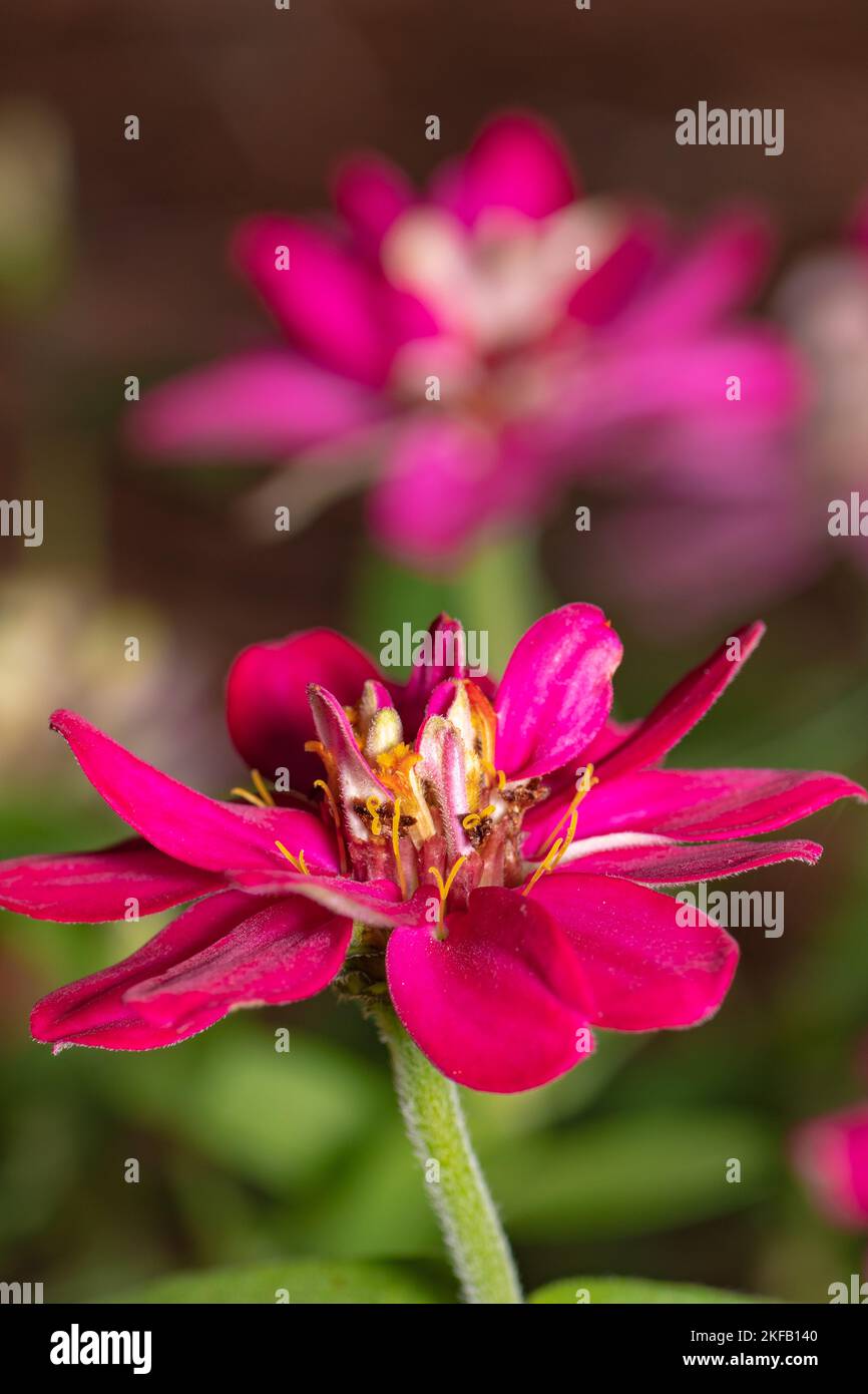 Deep pink flowers in the garden on an early morning Stock Photo - Alamy