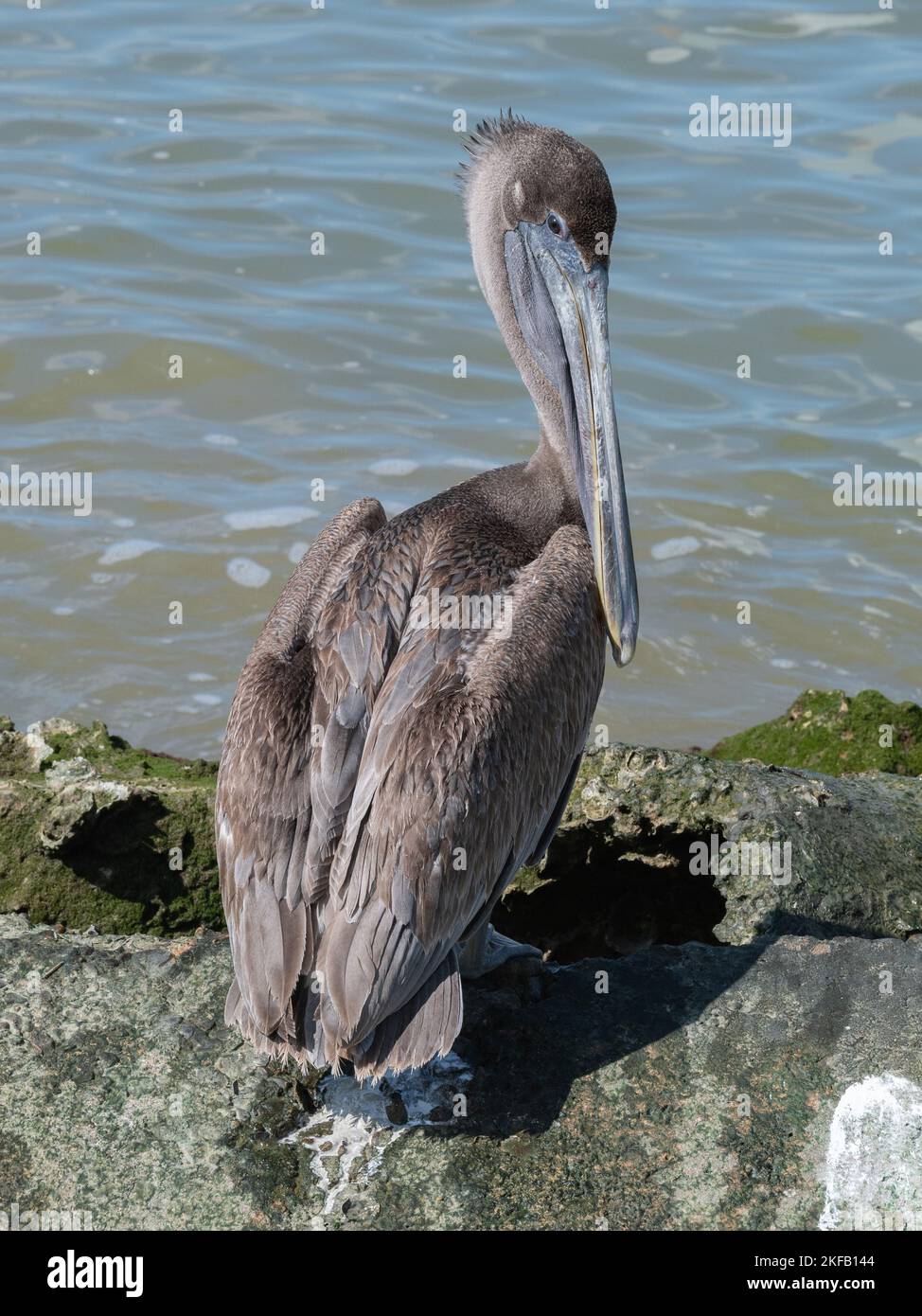 A juvenile brown pelican stands by the water, its face in profile Stock ...