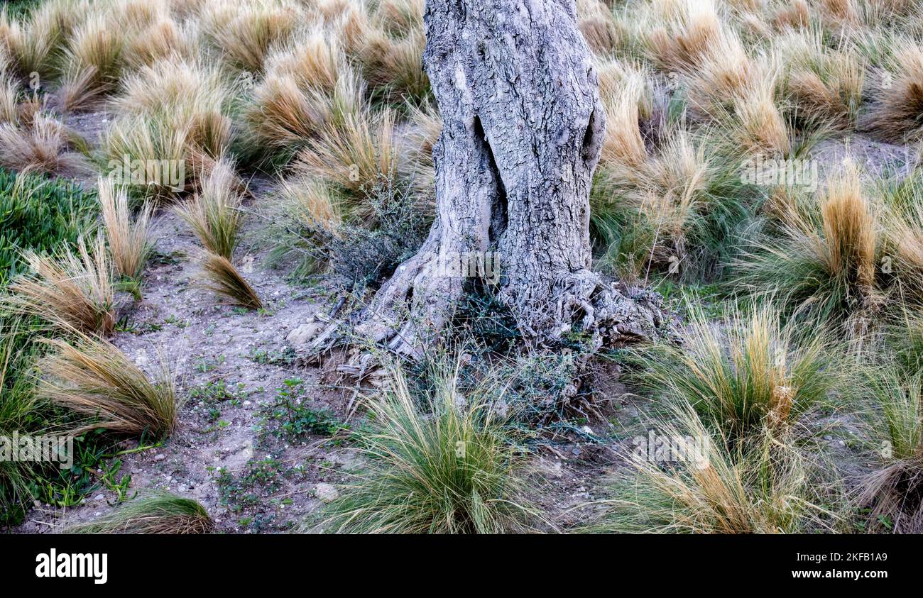 A withered piece of wood surrounded by light grass in a park near the ...