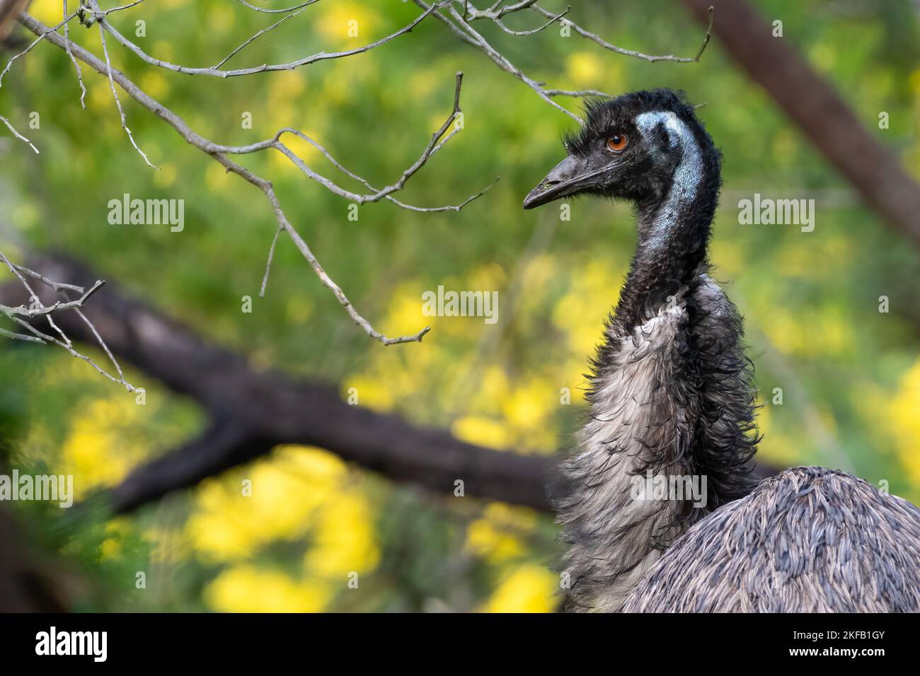 Wild emu (Dromaius novaehollandiae) at Tower Hill Wildlife Reserve ...