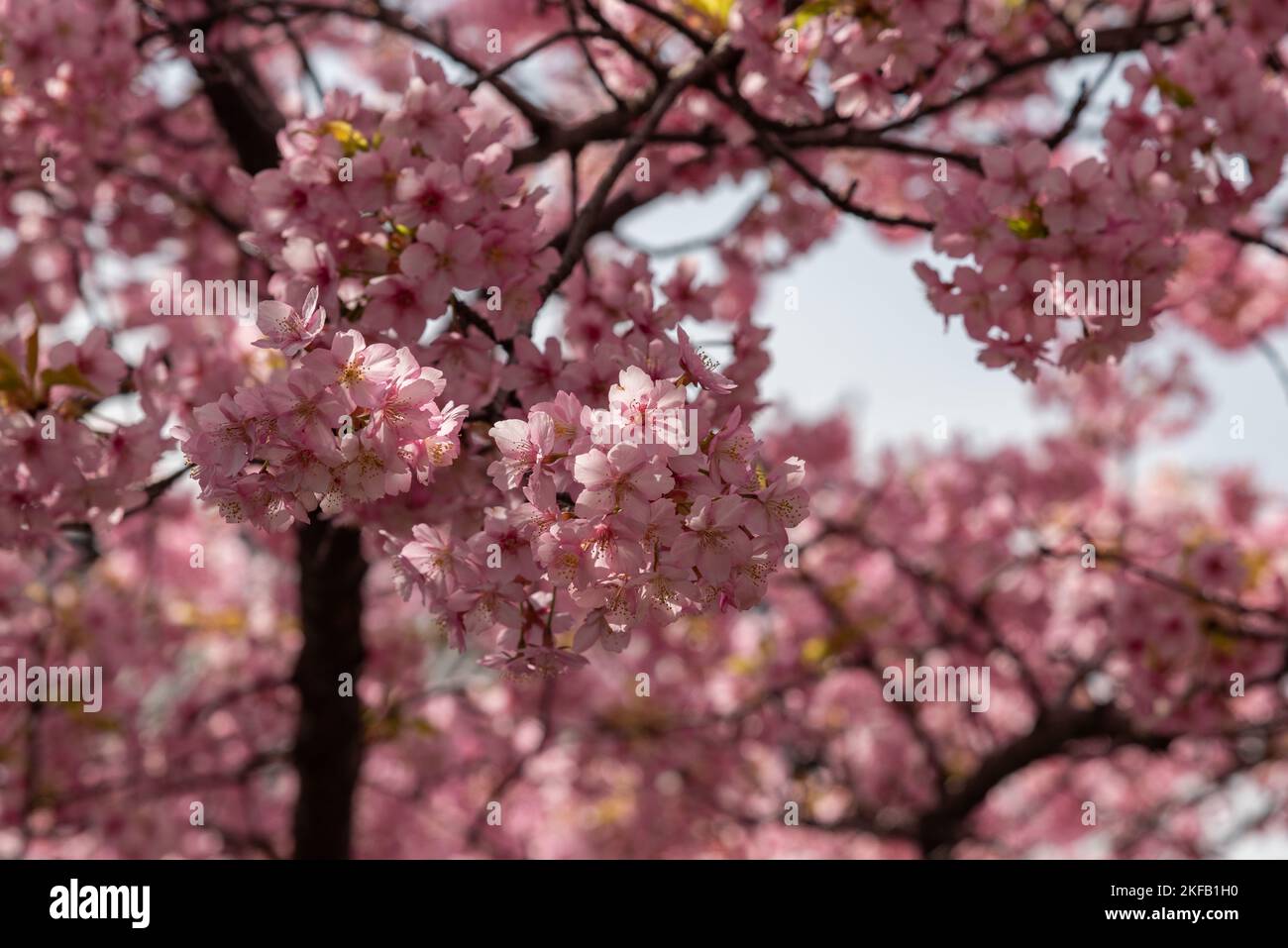 Sakura in spring Stock Photo - Alamy