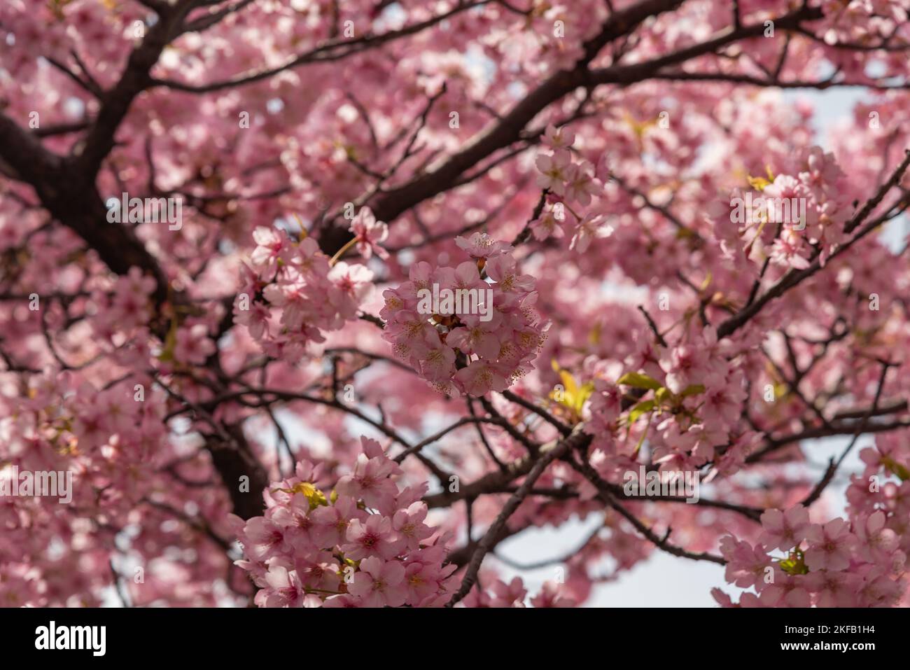 Sakura in spring Stock Photo - Alamy
