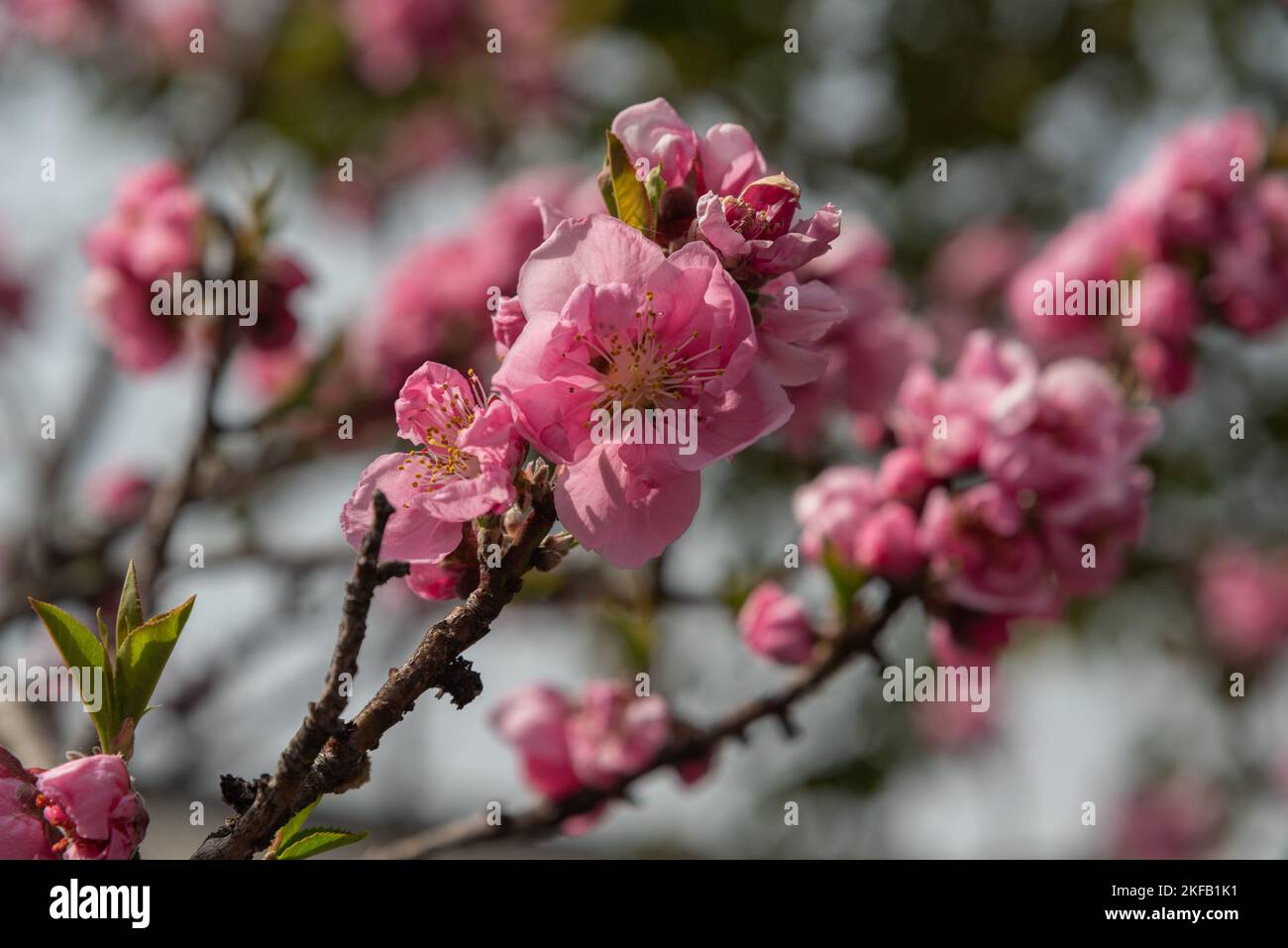 Sakura in spring Stock Photo - Alamy