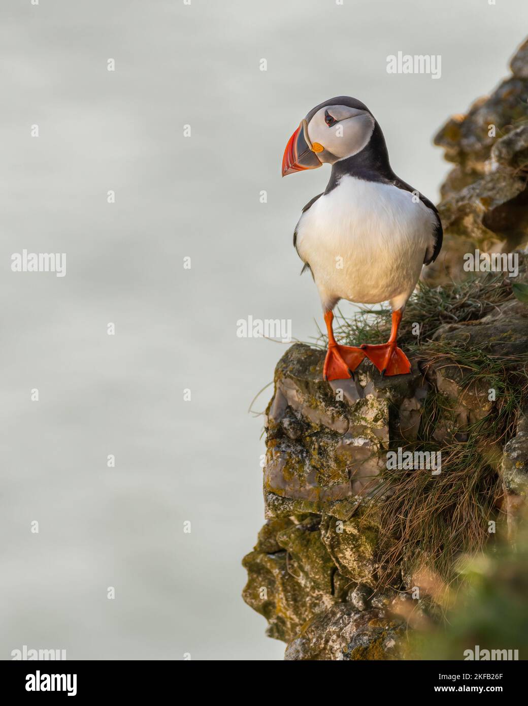 Atlantic puffin bempton cliffs hi-res stock photography and images - Alamy